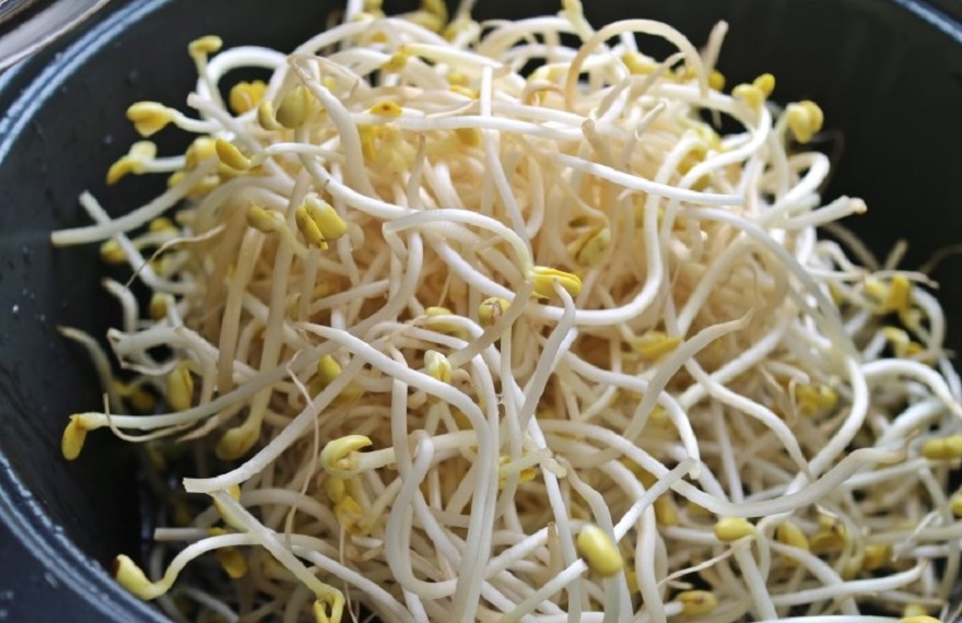 Khasiat Taugeh Yang Ramai Tak Tahu – My Info Maya